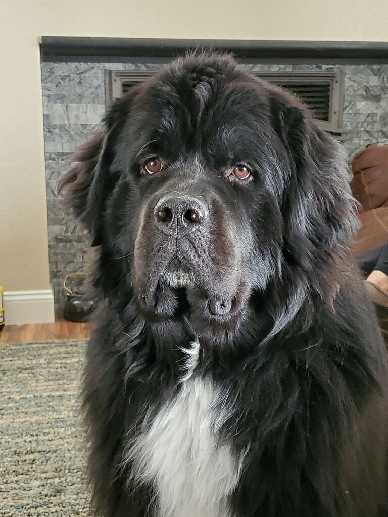 New DRAFT DOG title… | Shorepath