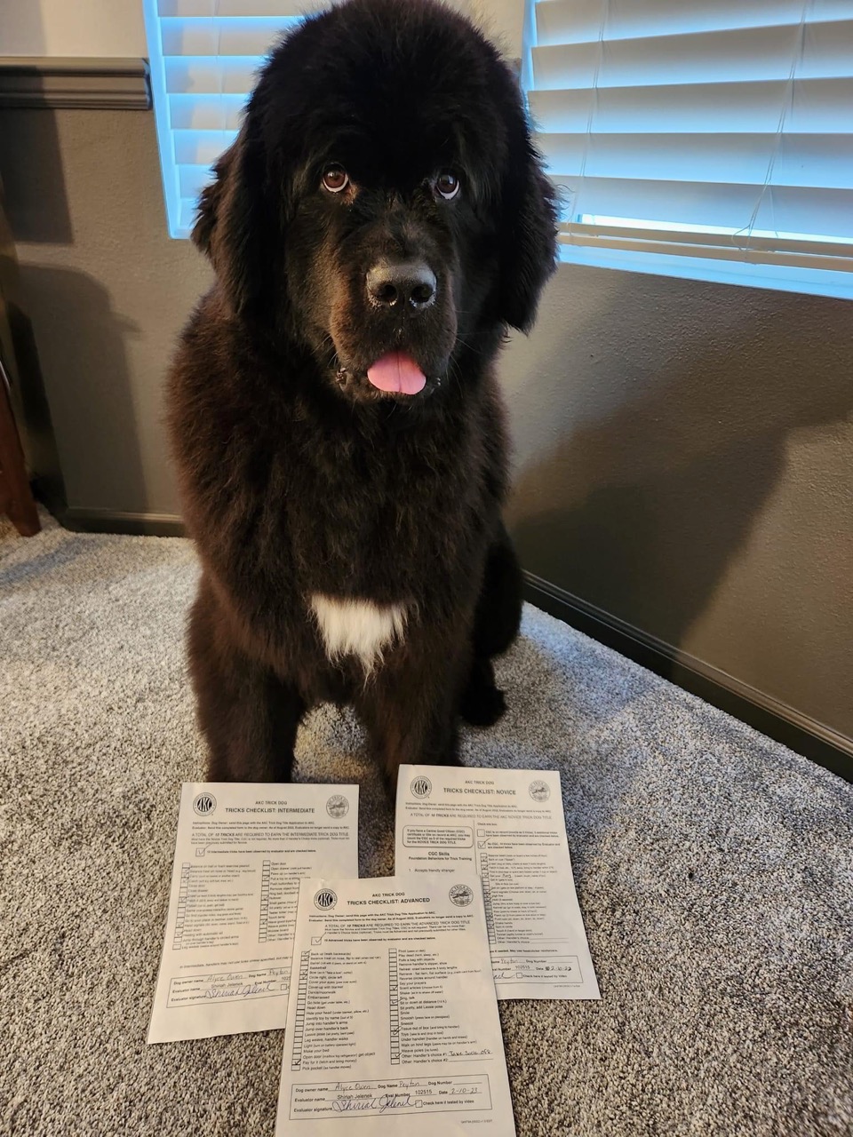 TRICK DOG EXTRAORDINAIRE… | Shorepath